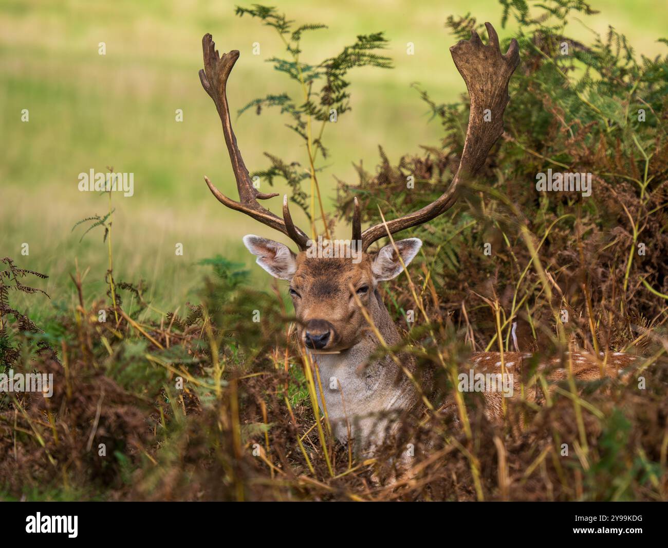 Fallow Deer Buck Sitting Down Portrait Stock Photo - Alamy