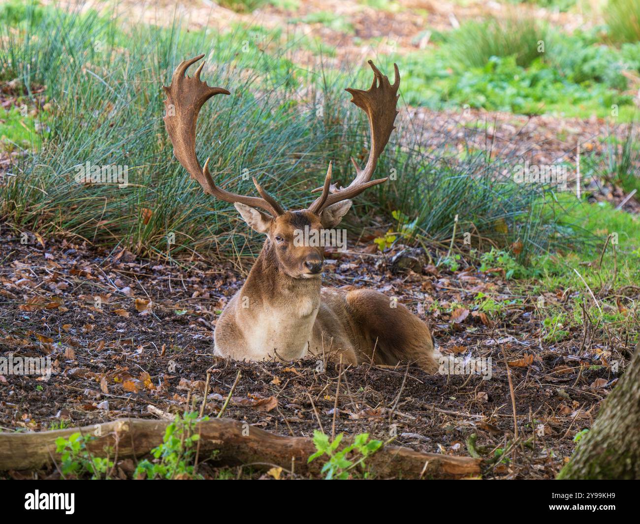 Fallow Deer Buck Sitting Down Portrait Stock Photo - Alamy