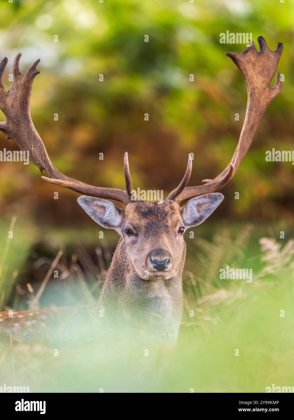 Fallow Deer Buck Sitting Down Portrait Stock Photo - Alamy
