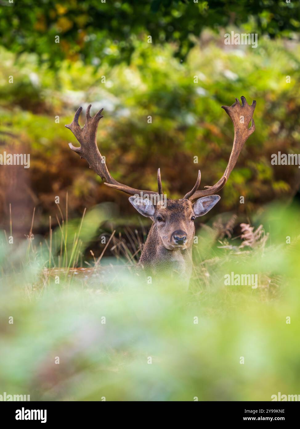 Fallow Deer Buck Sitting Down Portrait Stock Photo - Alamy