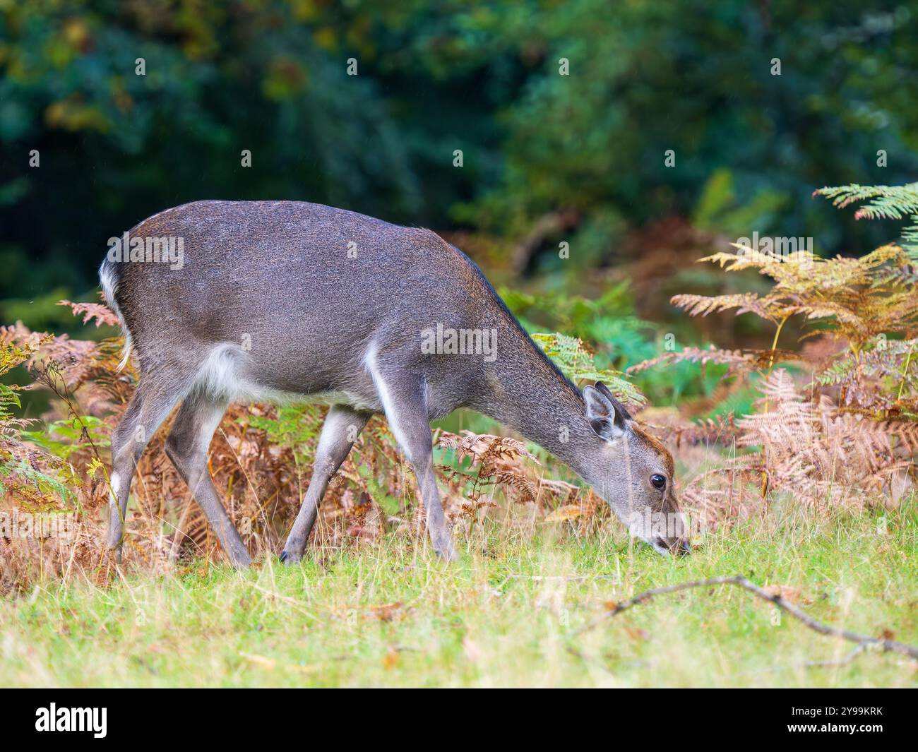 Female Sika Deer Feeding on Acorns Stock Photo - Alamy