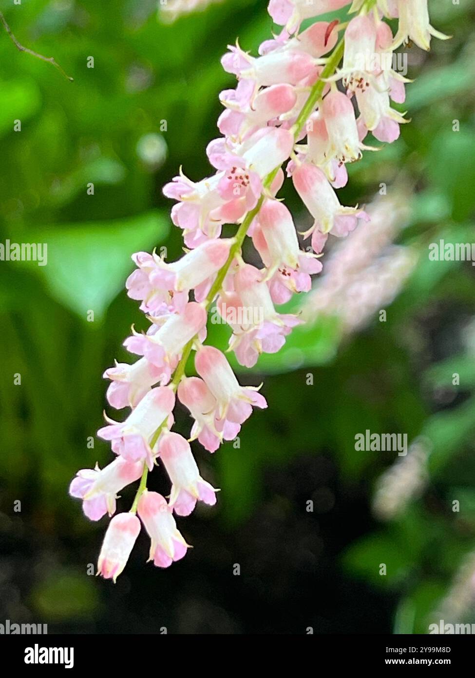Japanese pieris smartphone stock photos and images - Alamy