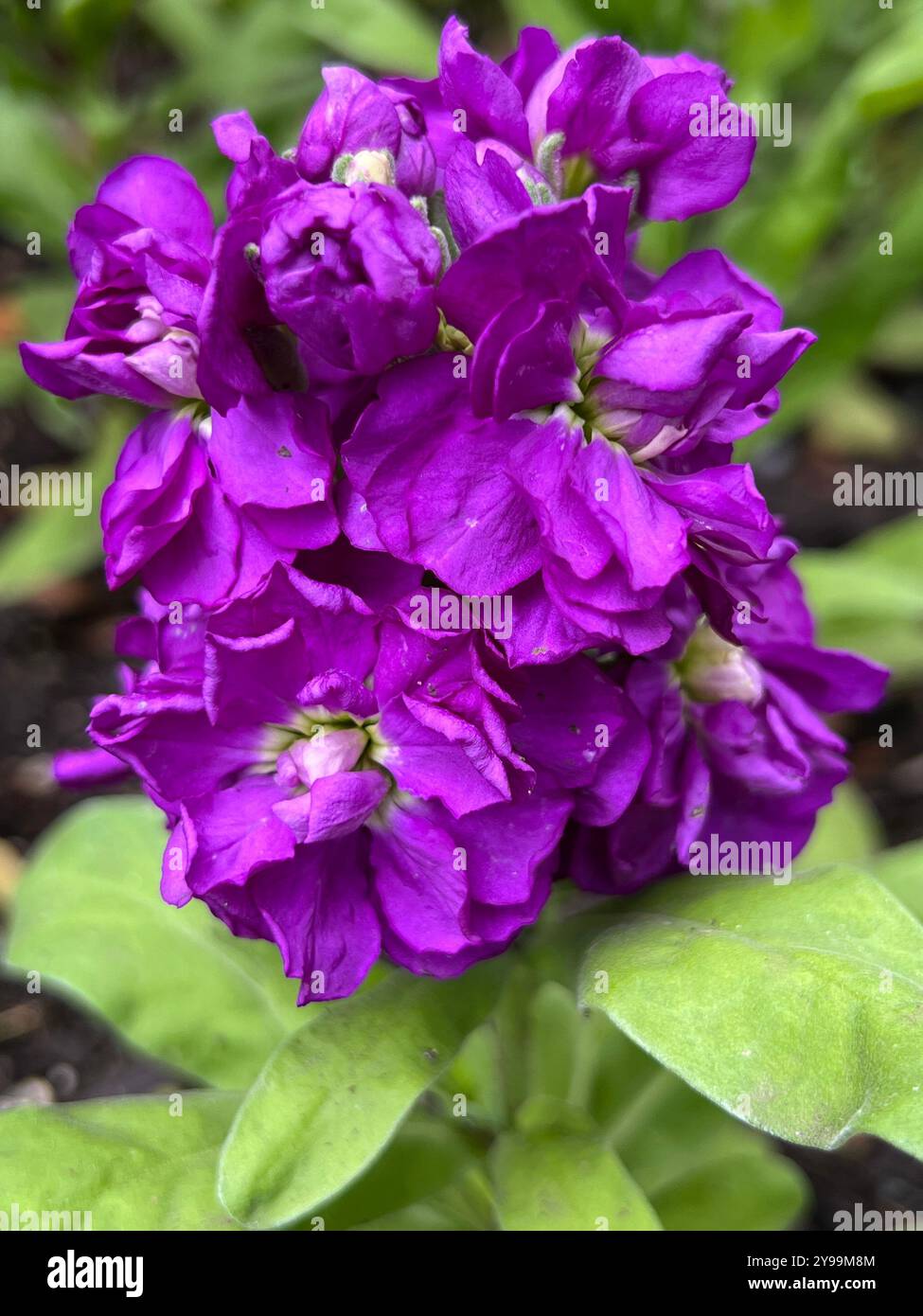 Close up botany capture smartphone stock photos and images - Alamy