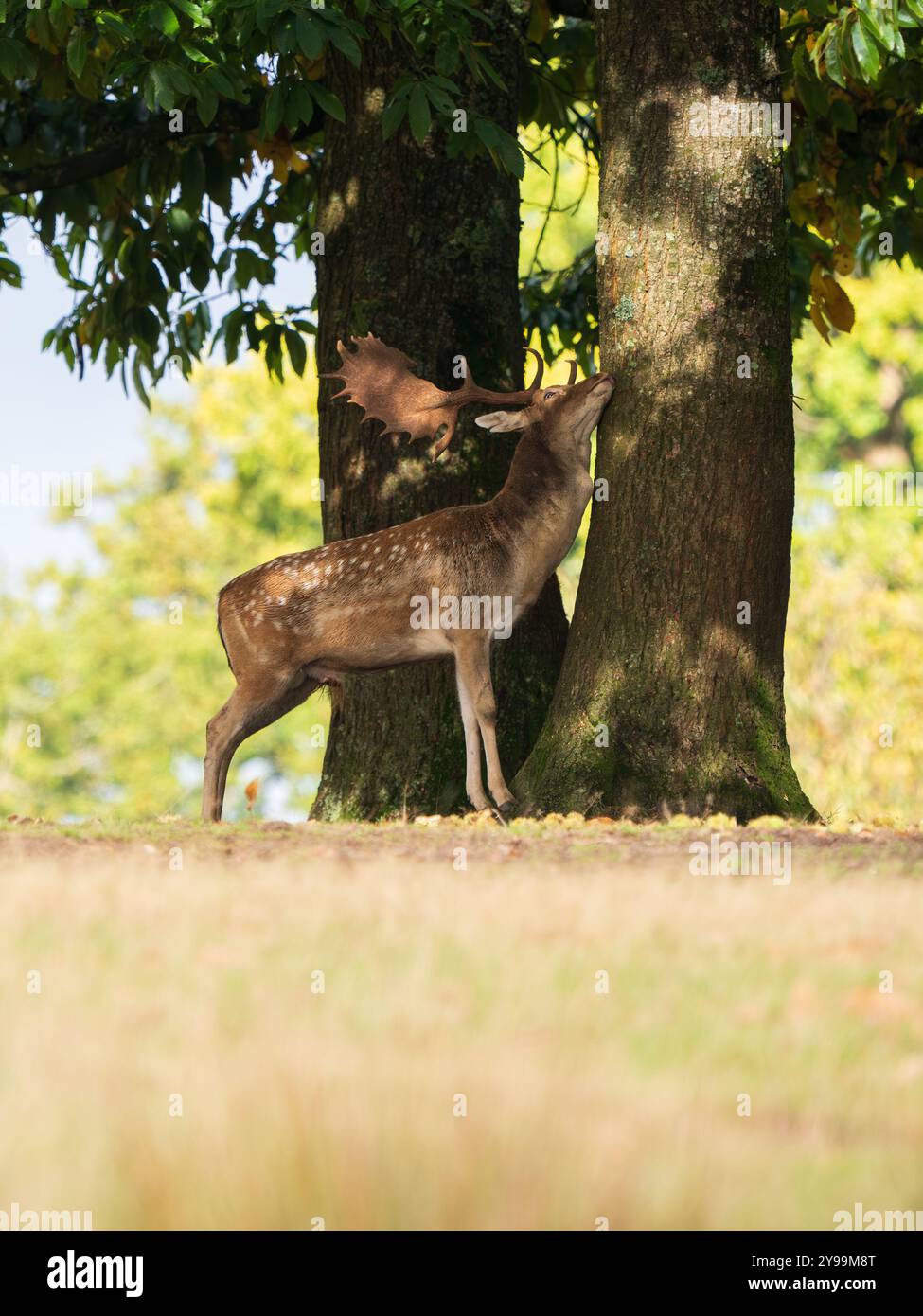 Buck marking a hi-res stock photography and images - Alamy
