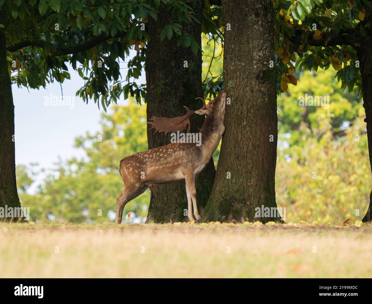 Buck marking hi-res stock photography and images - Alamy