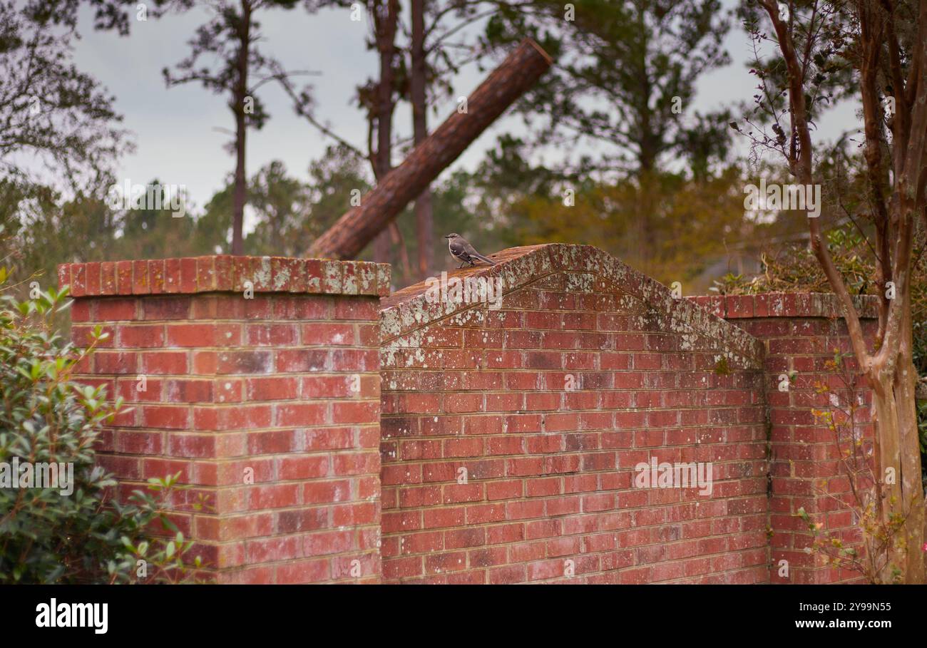 Gray mockingbird sitting on a red brick wall on a summers day! Stock ...