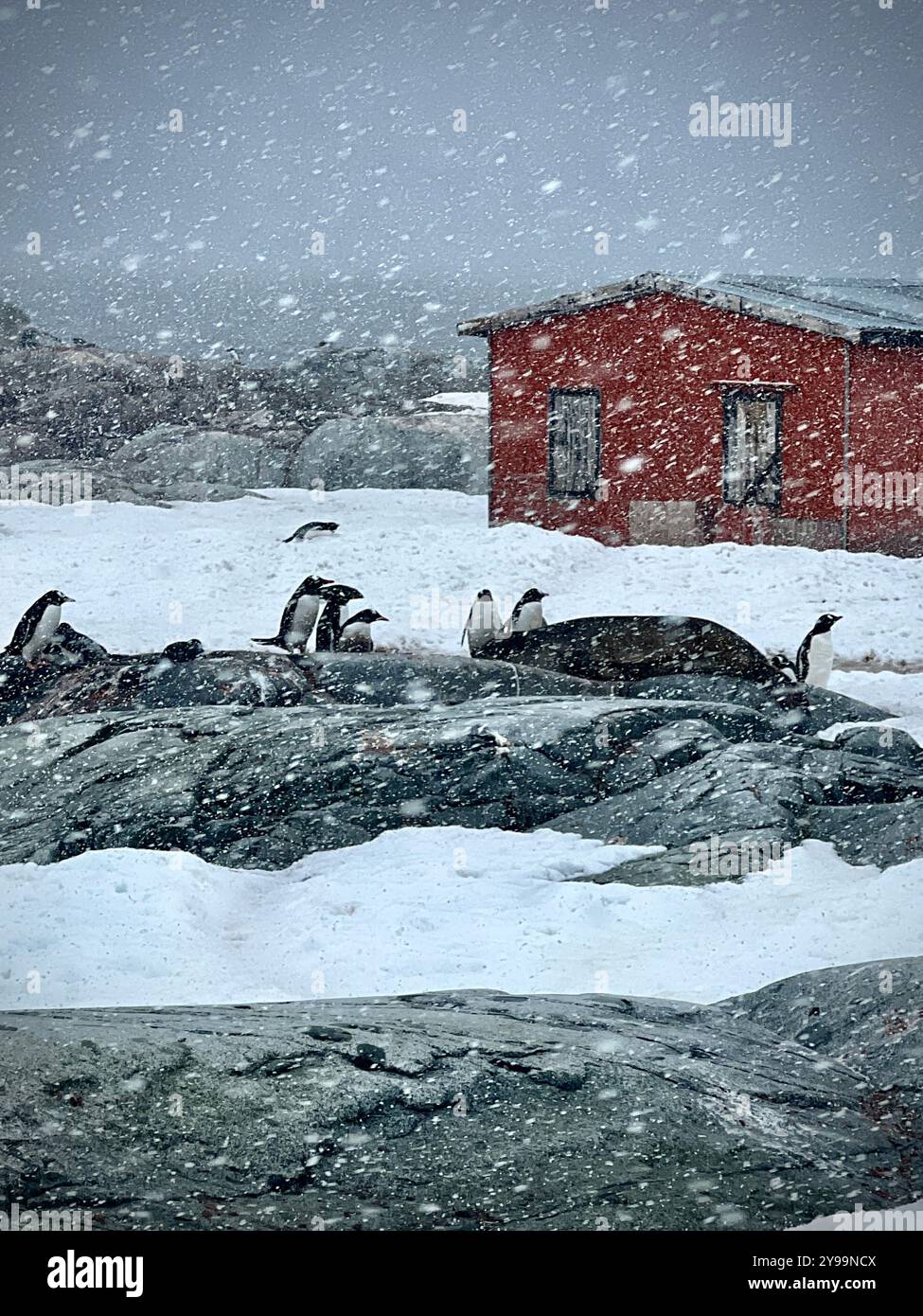 Gentoo Penguins (Pygoscelis papua) nesting during a heavy snowfall near ...