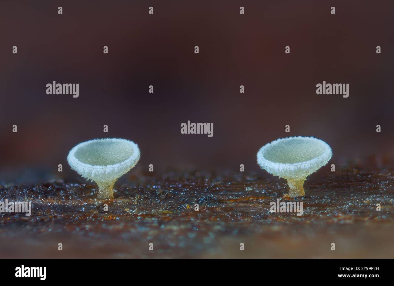 Stalked Hairy Fairy Cup - Lachnum virgineum Stock Photo - Alamy