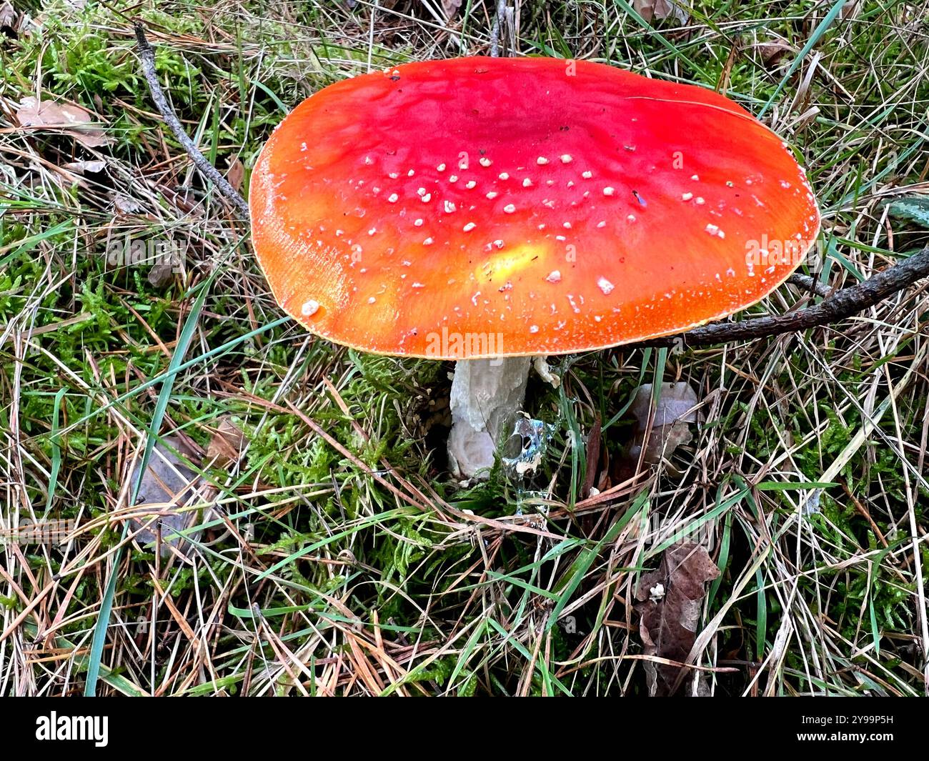 Fliegenpilz Pilzen sammeln Pilzsammler *** Fly agaric mushroom picking mushroom pickers ...