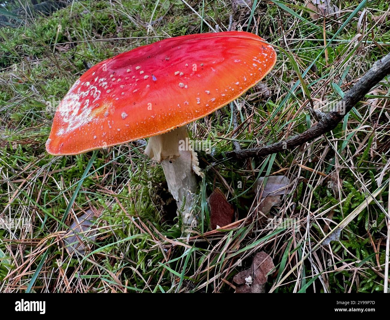 Fliegenpilz Pilze sammeln Pilzsammler *** Fly agaric mushroom picking mushroom pickers Copyright ...