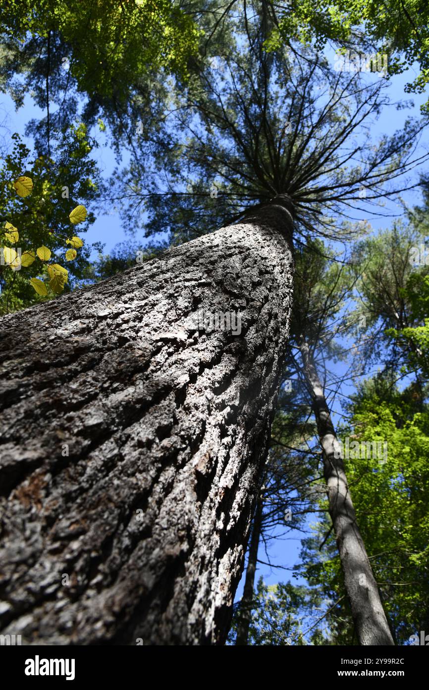 Looking up into canopy of old growth forest in northern Ontario Stock ...