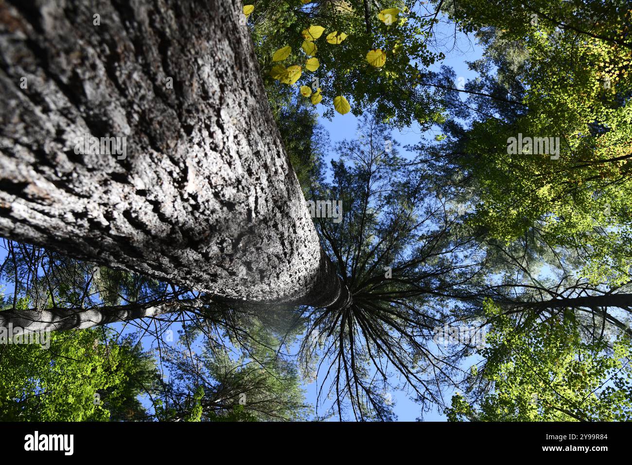Looking up into canopy of old growth forest in northern Ontario Stock ...
