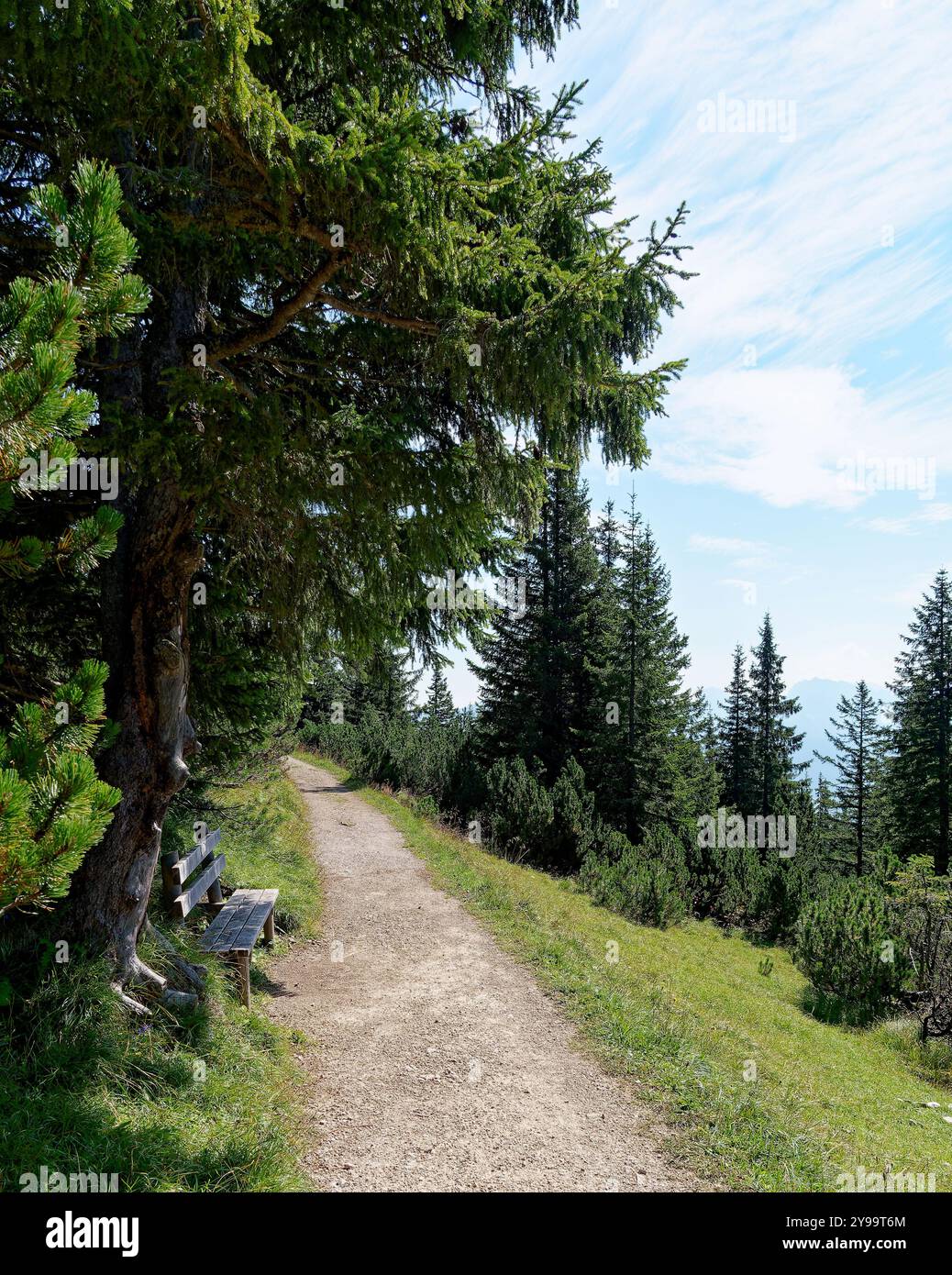 Mountain hiking trail with trees all around, a bench to rest on the ...