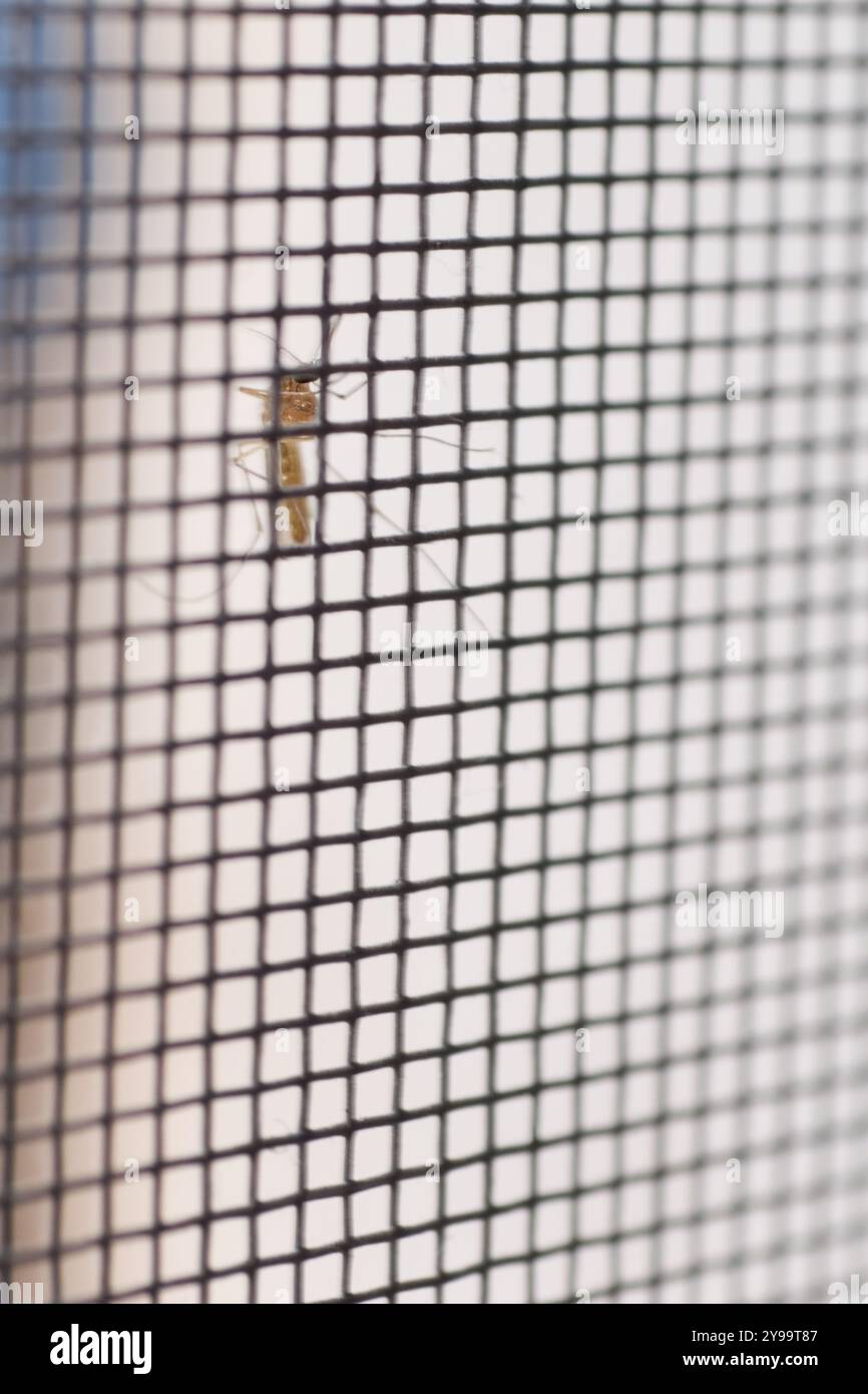 Mosquito behind a mosquito net Stock Photo - Alamy