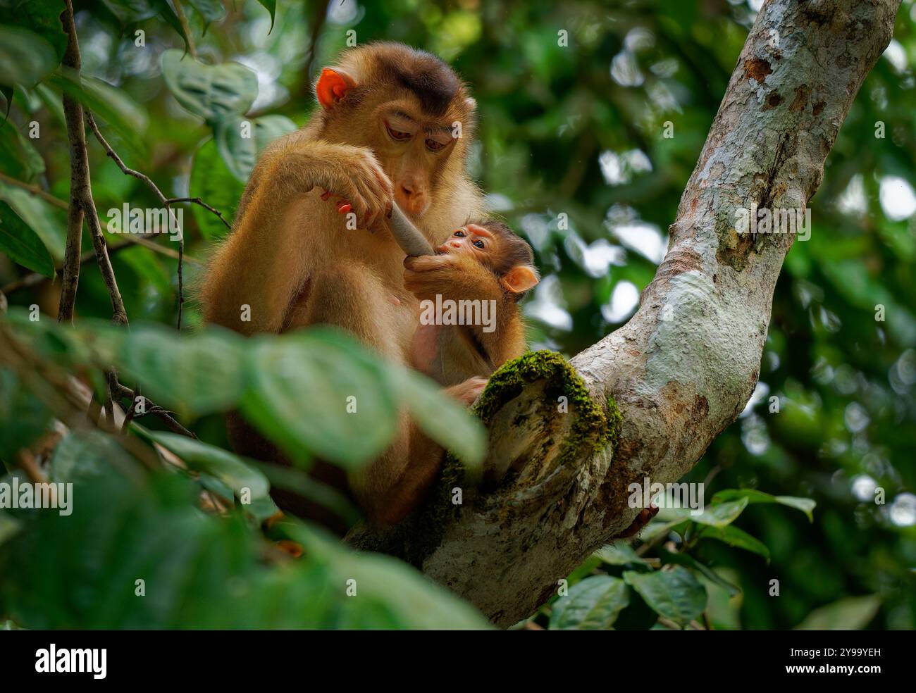 Southern pig-tailed macaque Macaca nemestrina also Sundaland or Sunda ...