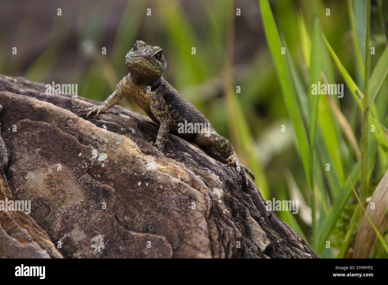 A lizard is sitting on a rock in a grassy area. The lizard is brown and ...