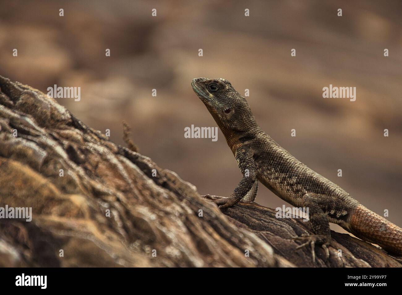 A lizard is on a rock, looking up at the camera. The lizard is brown ...