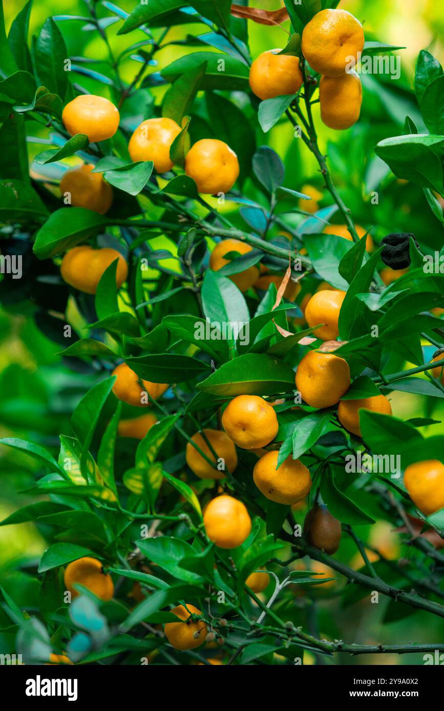 Orange trees with ripe fruits Stock Photo - Alamy