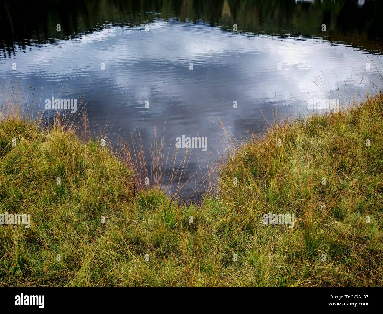 plant growth as a sign of vitality, life and energy plants as a sign of ...