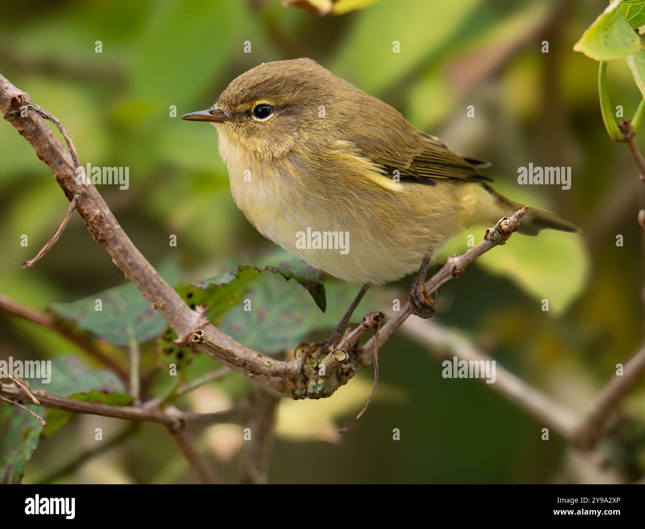 Chiffchaff pictures hi-res stock photography and images - Alamy