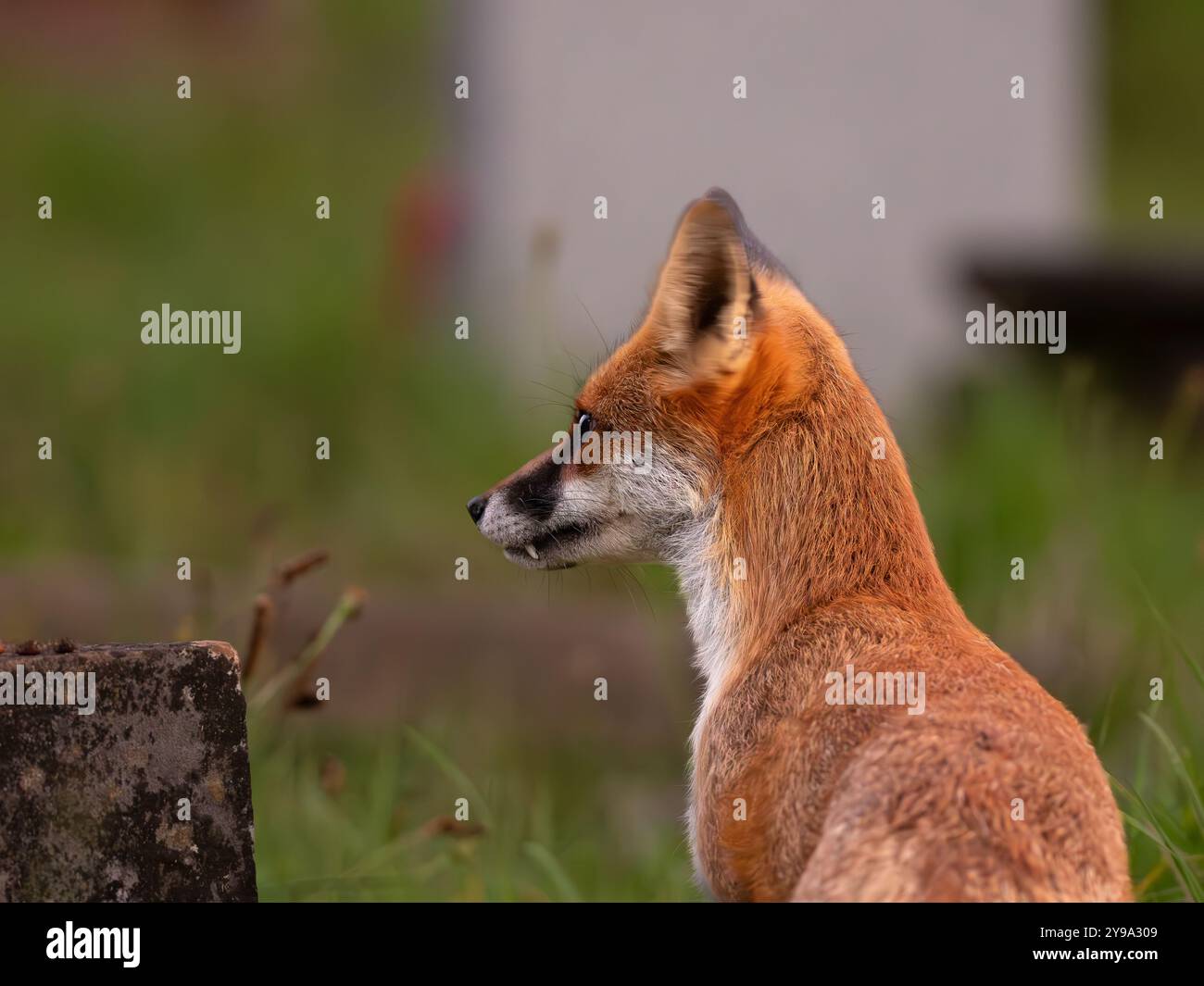 Wary red fox up close [ vulpes vulpes ] Stock Photo - Alamy