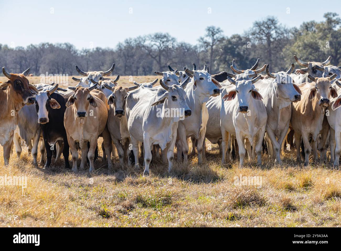 Yoakum, Texas, United States. American Brahman cattle on a Texas ranch ...