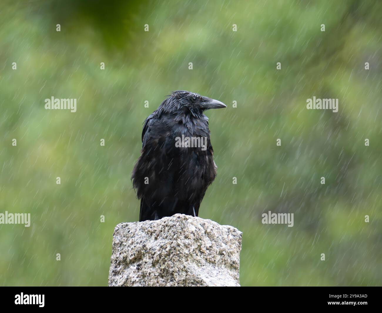 Crow in the pouring rain [ corvus corone ] Stock Photo - Alamy
