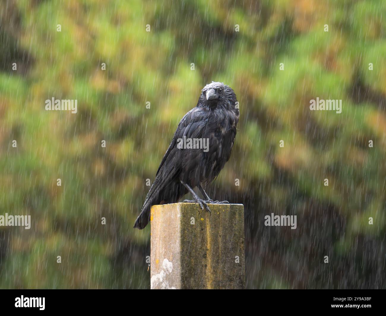 Crow in an urban garden hi-res stock photography and images - Alamy