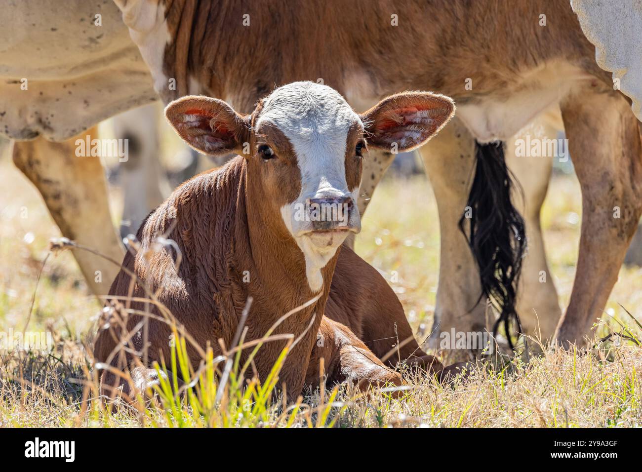 Yoakum, Texas, United States. American Brahman cows and calves on a ...