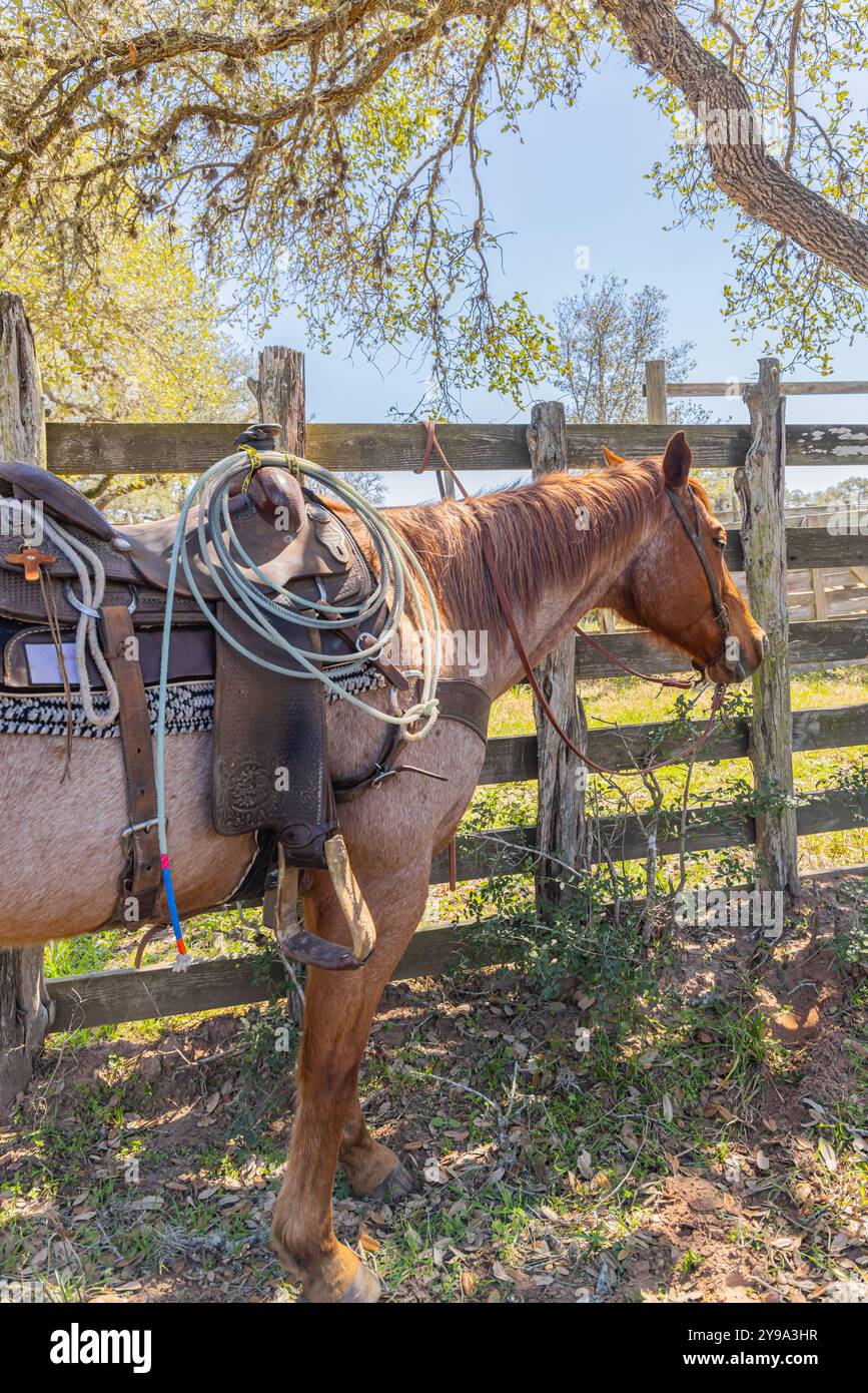 Yoakum, Texas, United States. Horse with a saddle and lariat, or lasso ...