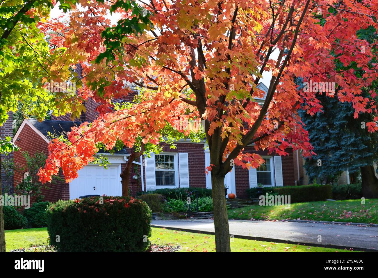Residential neighborhood with maple tree turning red in fall Stock ...