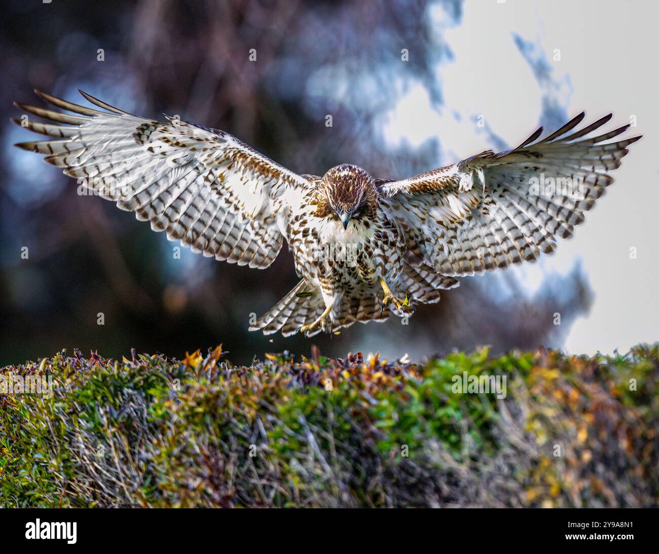 Hawk flying towards trees landing hi-res stock photography and images ...