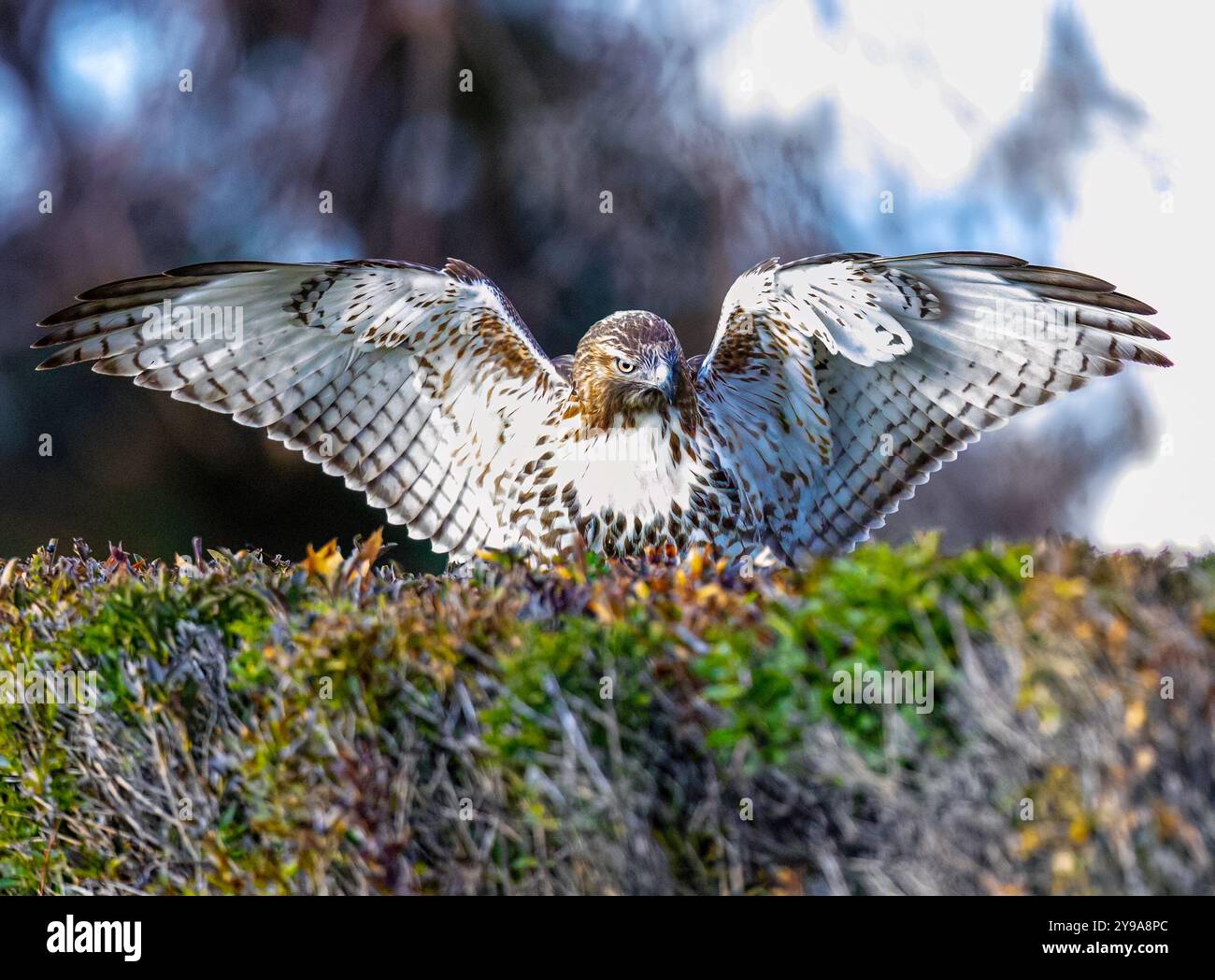 A young Red-tailed Hawk takes a good look inside the bushes where it ...