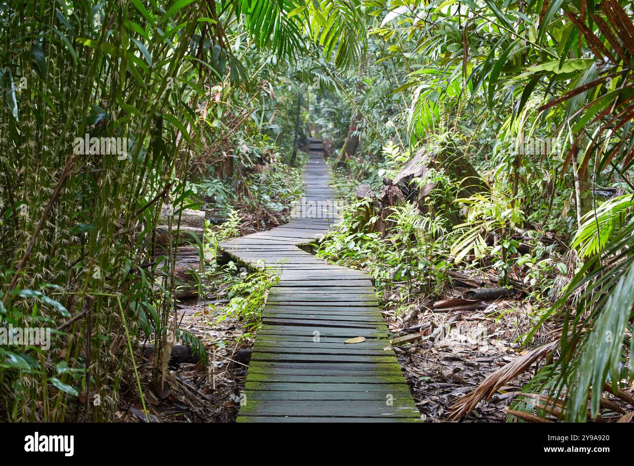 In addition to its picturesque beach setting and nature trails, Bako ...