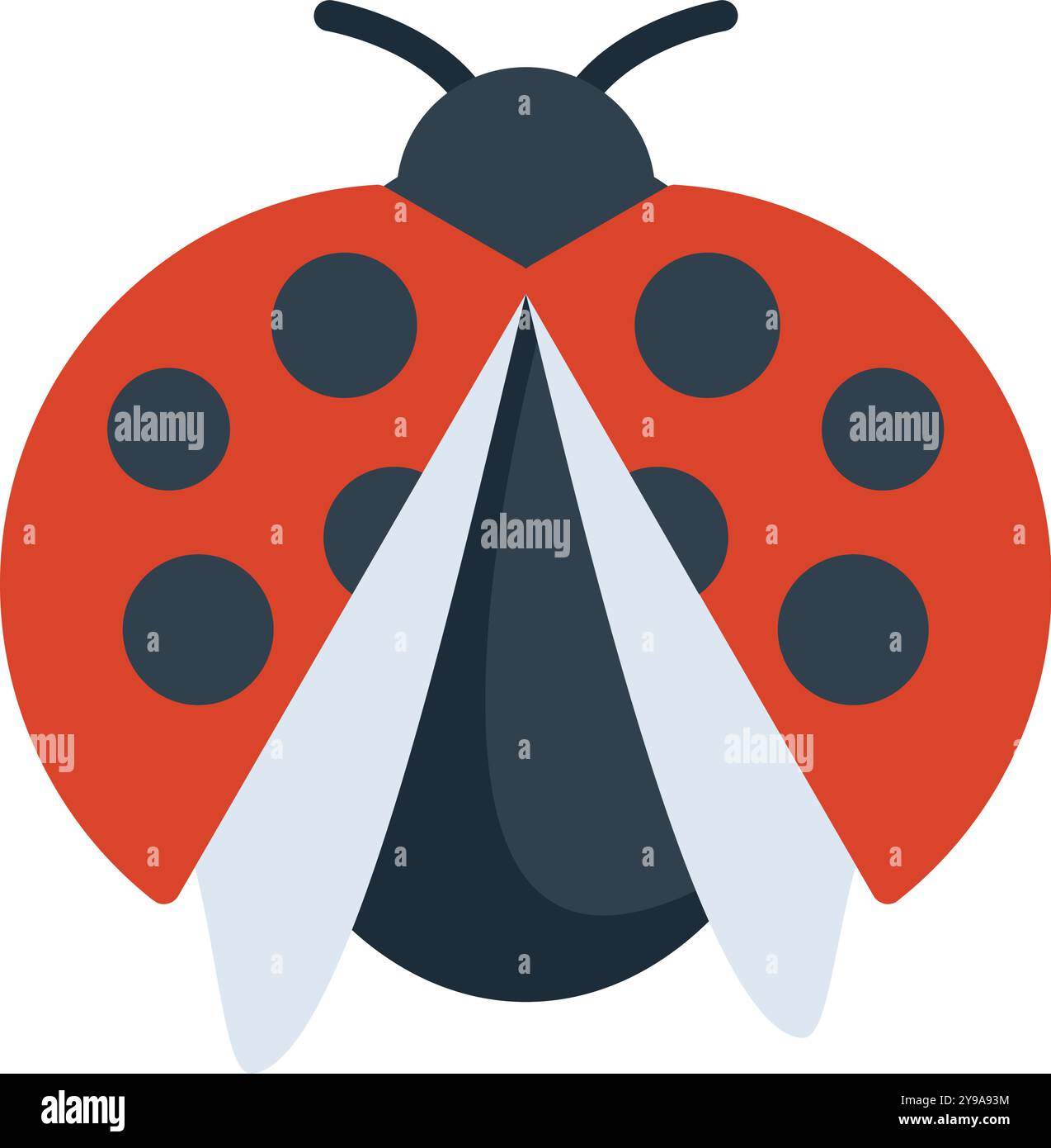 Cute red ladybug with black dots is opening its wings to fly away Stock ...