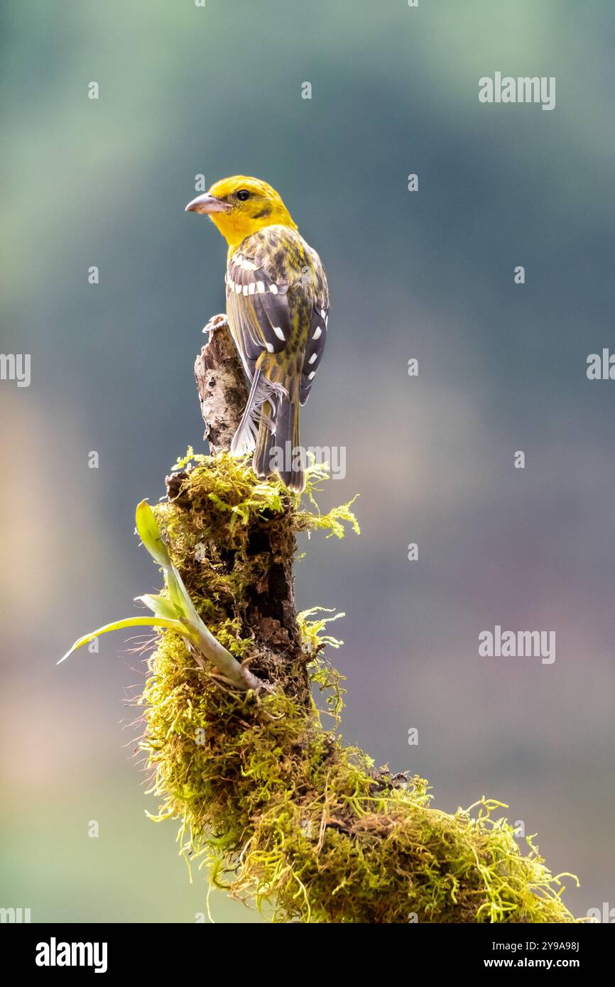 Female Flame-colored Tanager (Piranga bidentata) of Costa Rica Stock ...