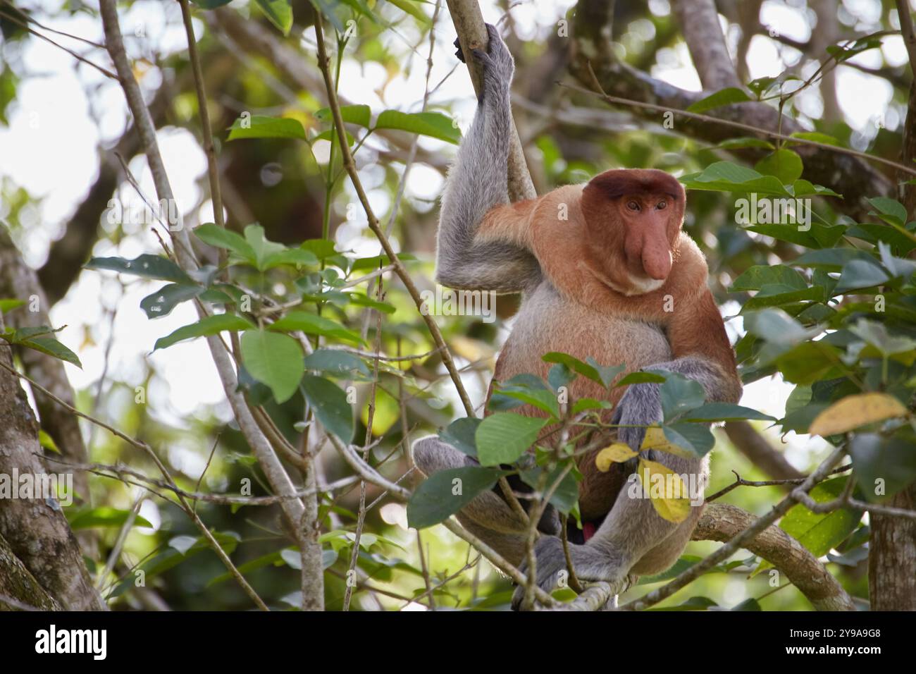 In addition to its picturesque beach setting and nature trails, Bako ...