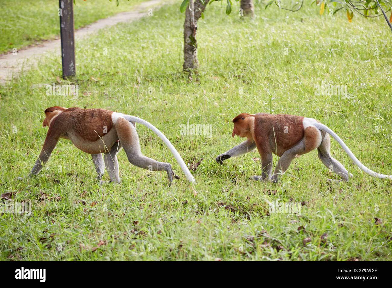 In addition to its picturesque beach setting and nature trails, Bako ...