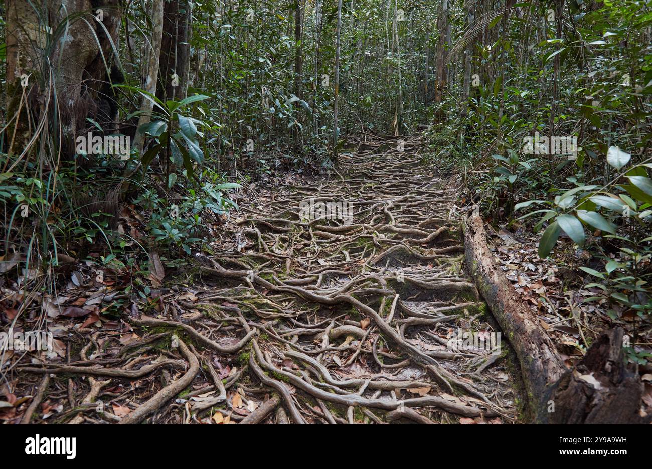 In addition to its picturesque beach setting and nature trails, Bako ...