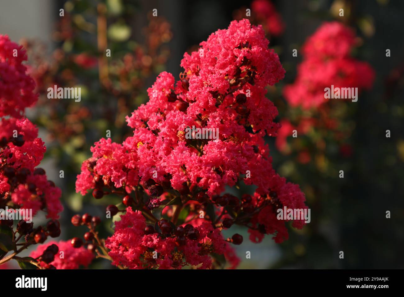Pink Crepe Myrtle Close Up Stock Photo - Alamy