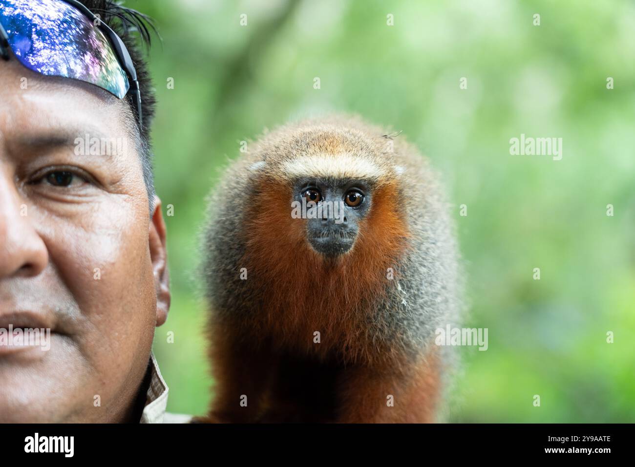 Madidi Titi Monkey (Plecturocebus aureipalatii) of Peruvian Amazon sits ...