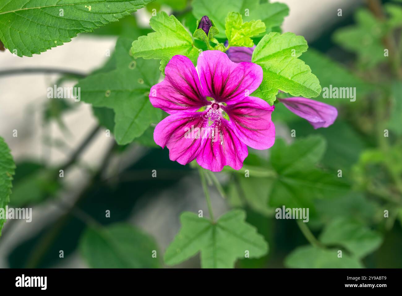 Beautiful pink flower of Malva sylvestris or common mallow in summer ...
