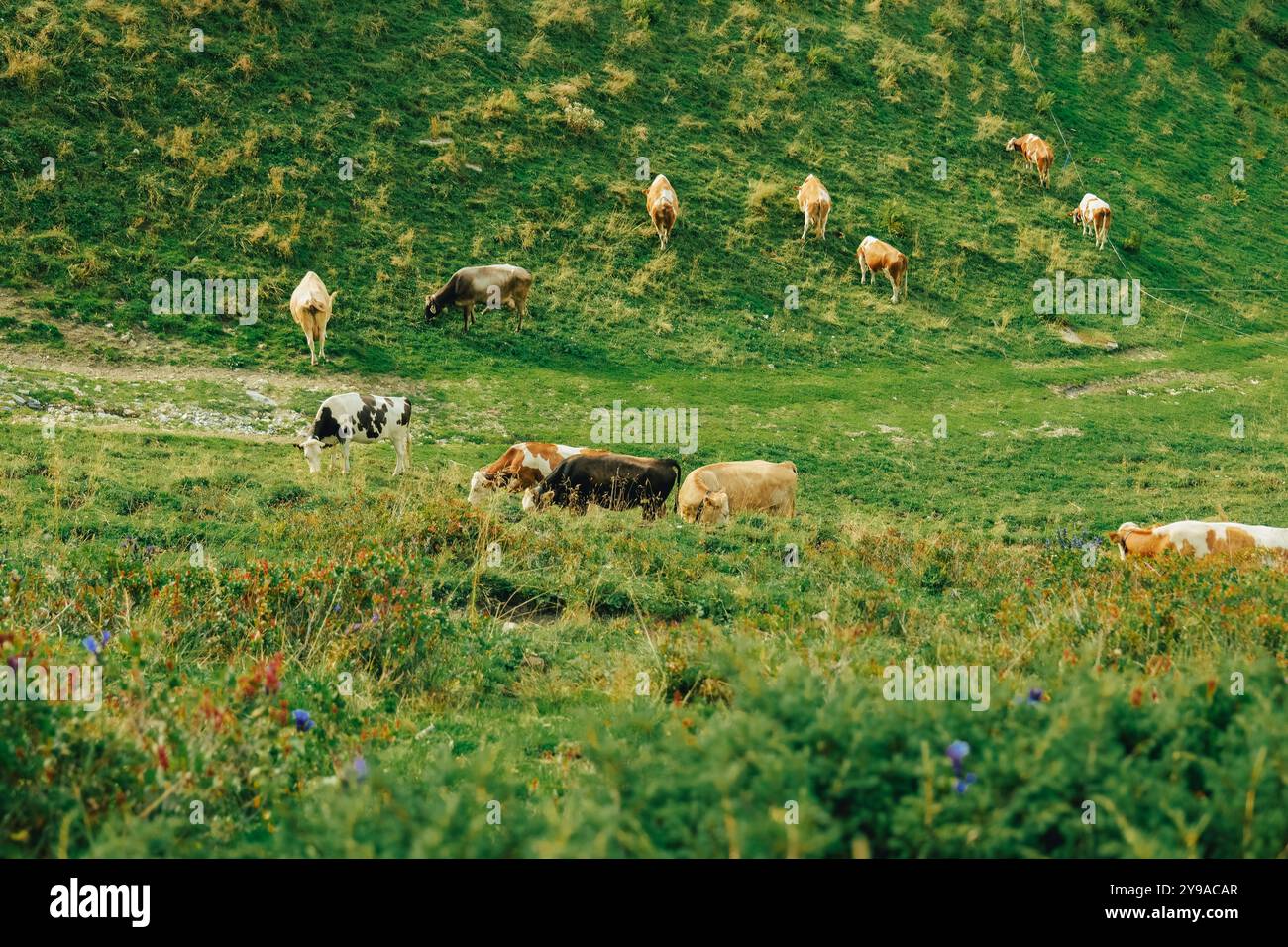 Alpine cow.High mountain pasture with cows. Cows on a mountain pasture ...