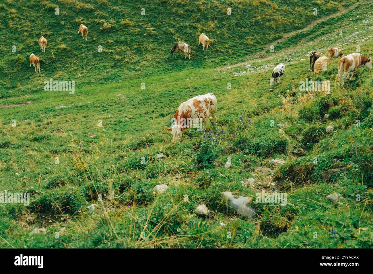 A herd of Austrian cows on a high mountain pasture in the Alps ...