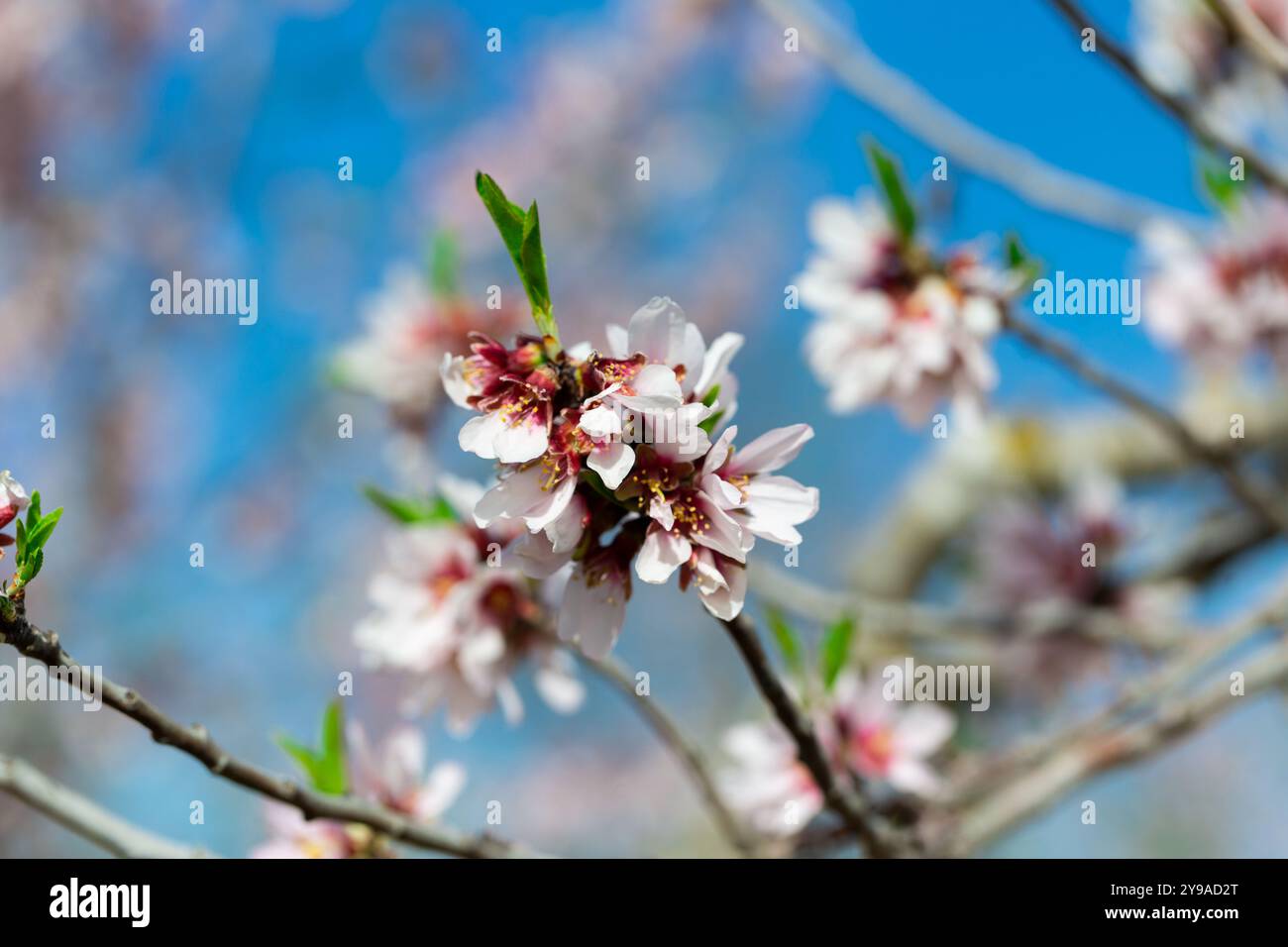 Flowering branch of an almond tree Stock Photo - Alamy