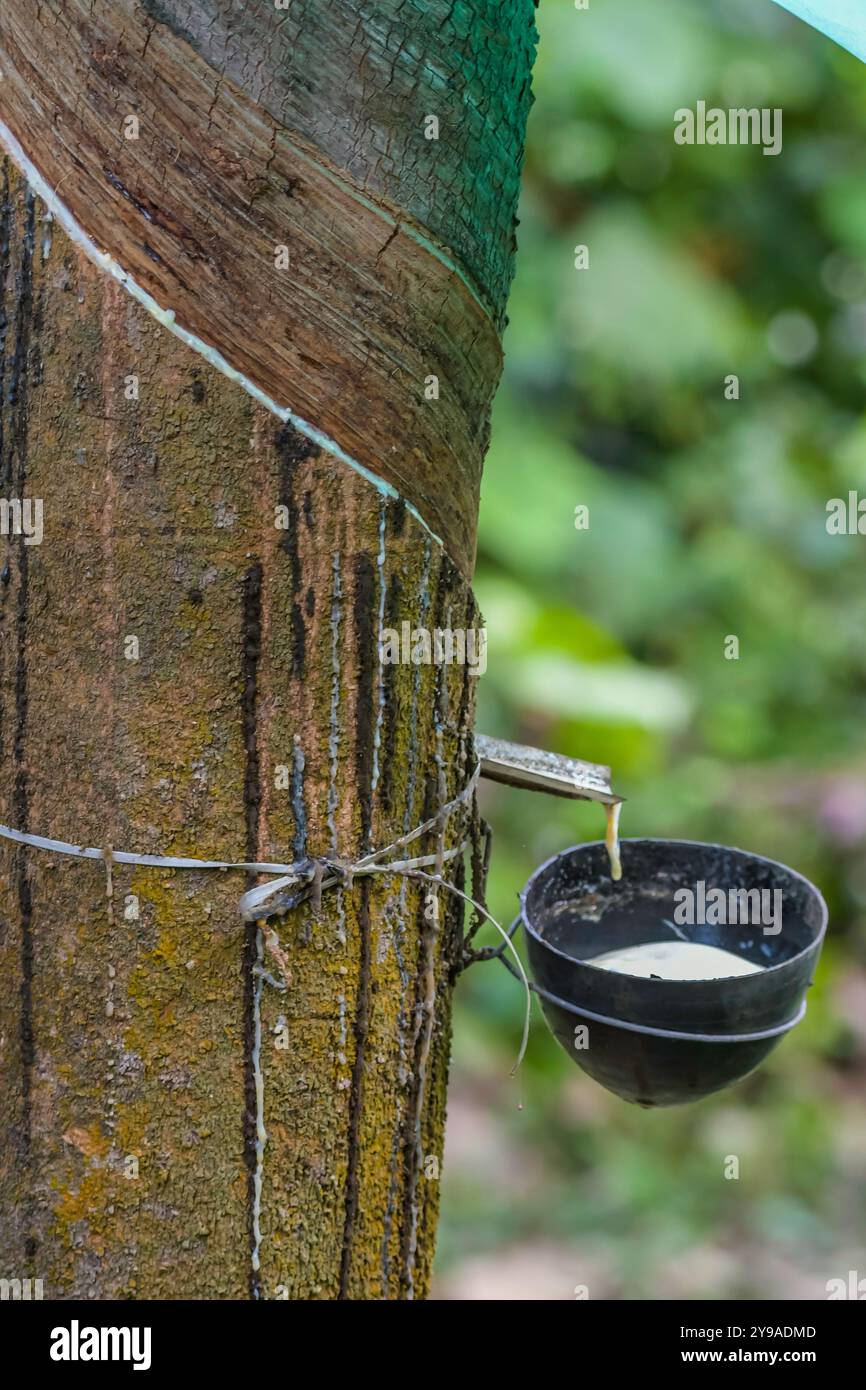 Rubber tapping and latex extraction in kerala india Stock Photo - Alamy