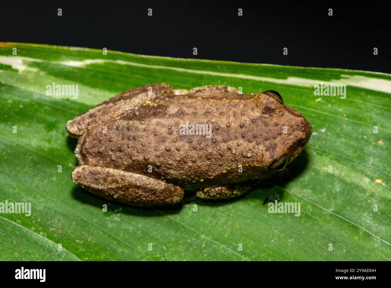 Angolan Reed Frog (Hyperolius parallelus Stock Photo - Alamy