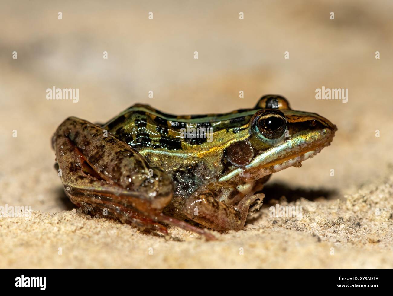 A beautiful Mascarene Grass Frog (Ptychadena mascareniensis), also ...