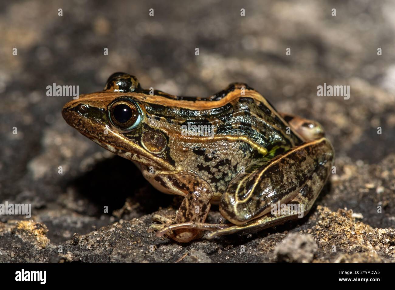 A beautiful Mascarene Grass Frog (Ptychadena mascareniensis), also ...