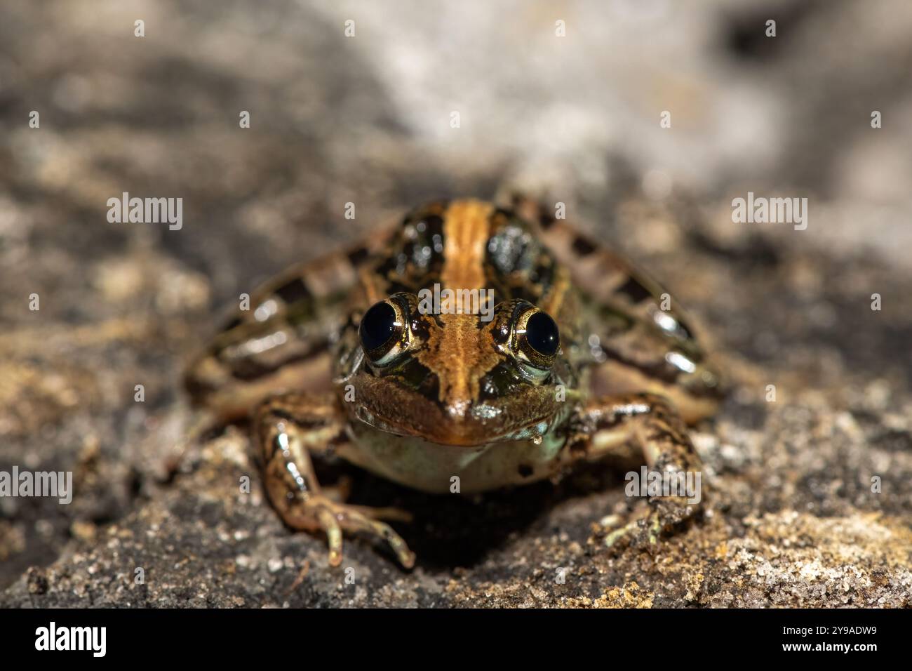 A beautiful Mascarene Grass Frog (Ptychadena mascareniensis), also ...